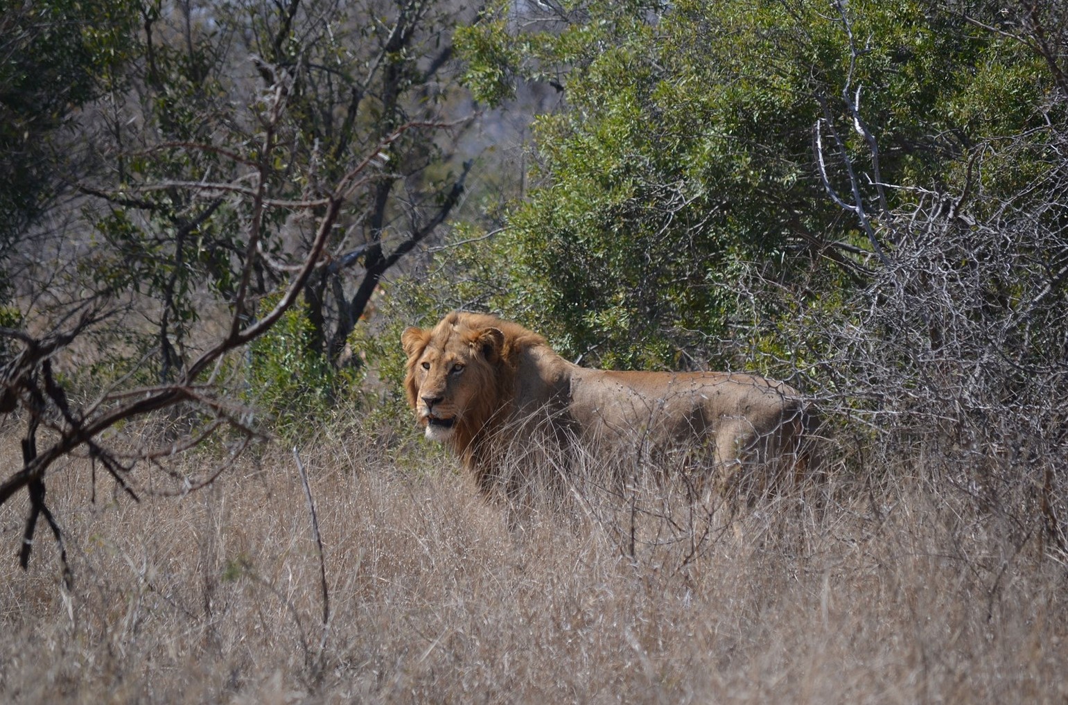 Hunting Lion Part 1 – African Expedition | The savage continent is waiting
