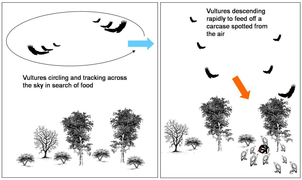 Vulture feeding behaviour – a guide to the hunter – African Expedition ...