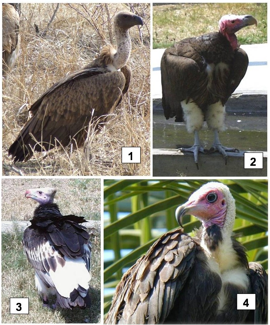 Vulture feeding behaviour – a guide to the hunter – African Expedition ...