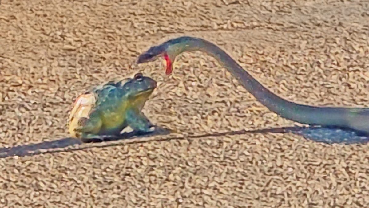 Frog Seems Chilled with Snake Biting it 100s of Times – Full Video ...