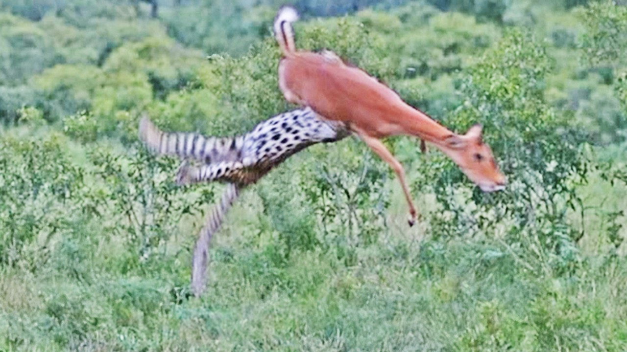 Leopard Catches Impala Mid-Air – African Expedition | The savage ...